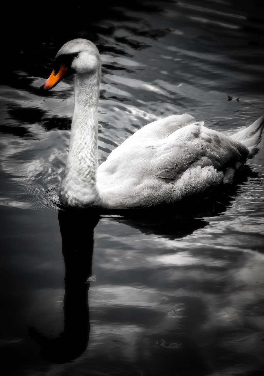 Swan A River The Park In - Free photo on Pixabay - Pixabay