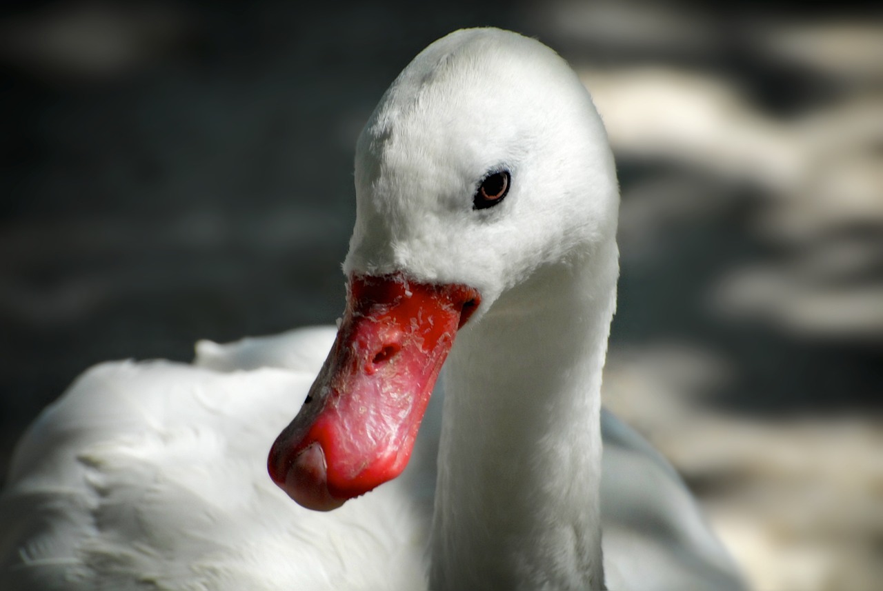 Cisne Ave Zoo - Foto gratis en Pixabay - Pixabay