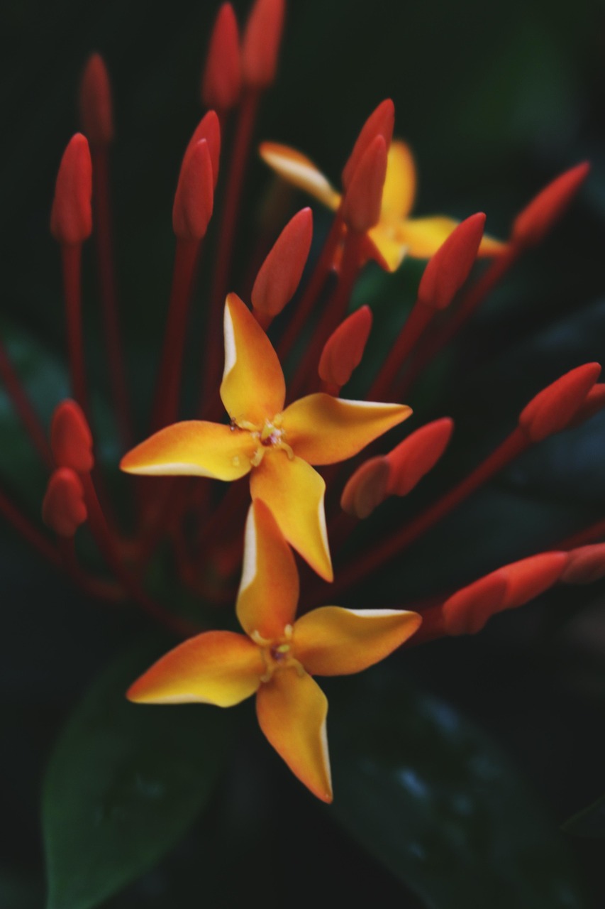 60,000+ Free Santan Flower & Nature Images - Pixabay