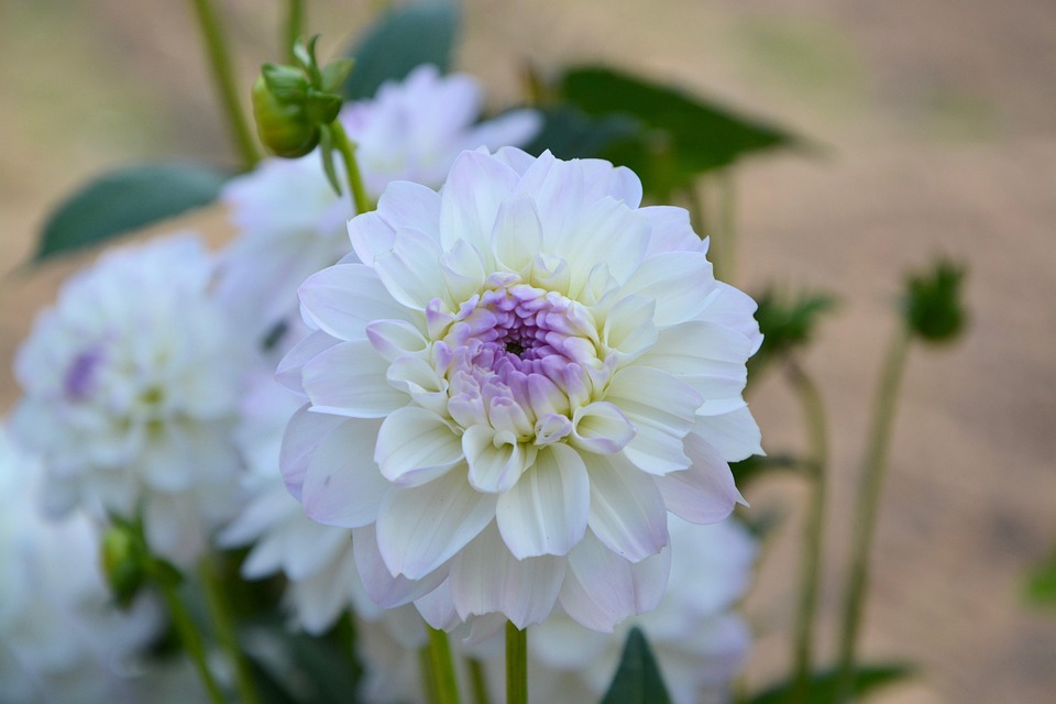 White Flower Color Nature - Free photo on Pixabay