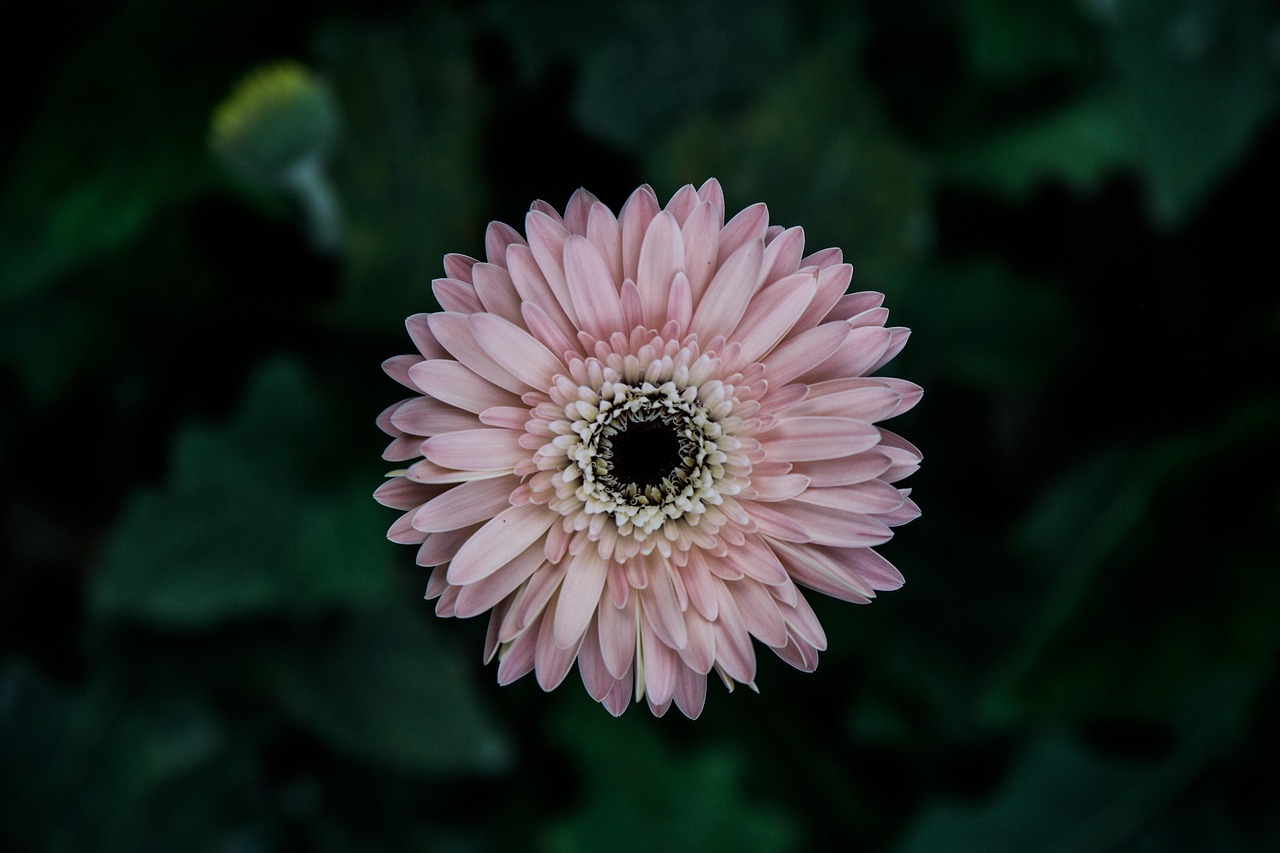 Bunga-Bunga Alam Kelopak - Foto gratis di Pixabay - Pixabay