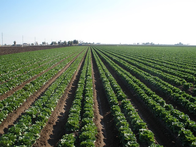 Arizona Lettuce Agriculture - Free photo on Pixabay - Pixabay