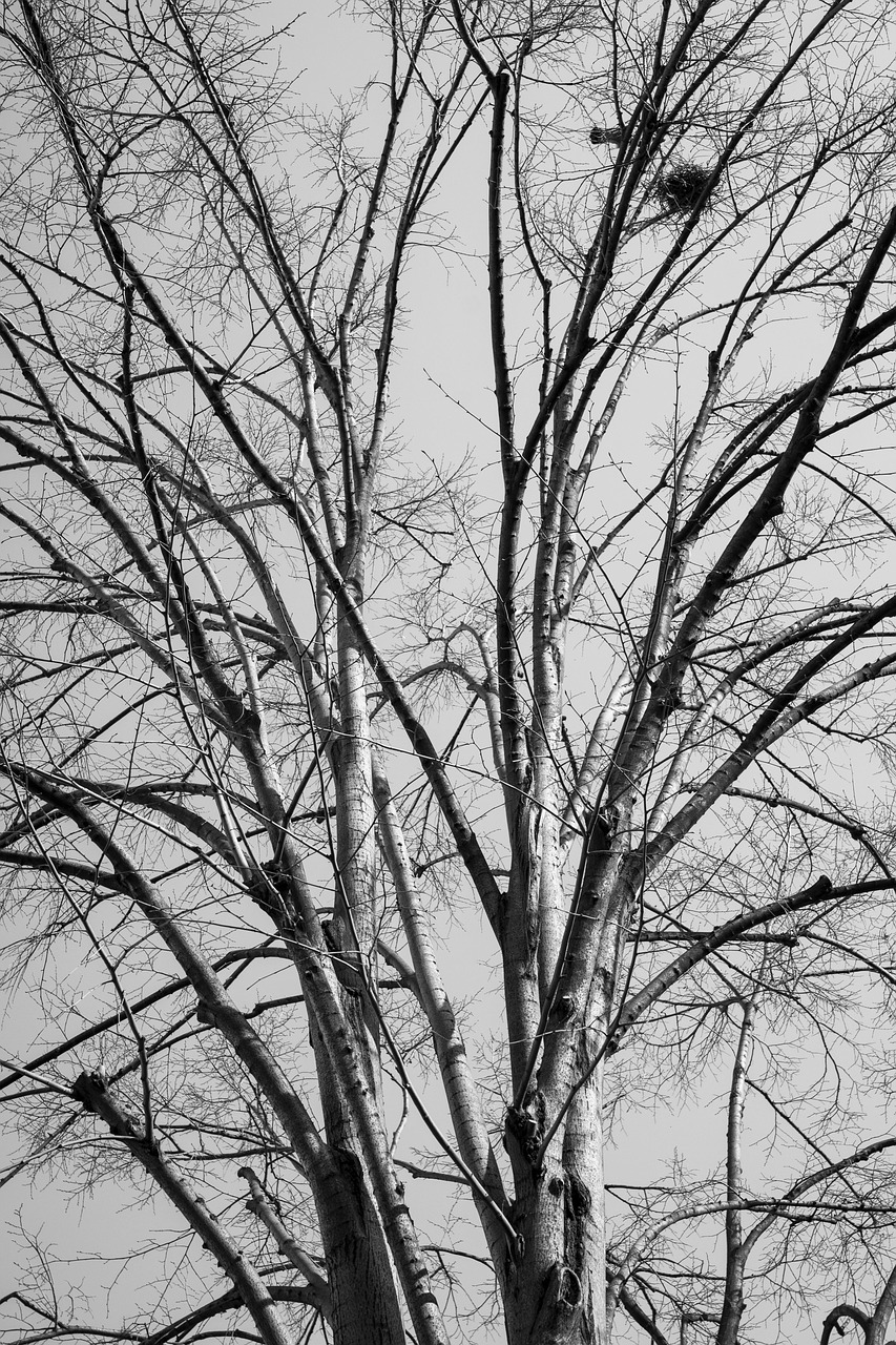 Tree Branches Autumn - Free photo on Pixabay