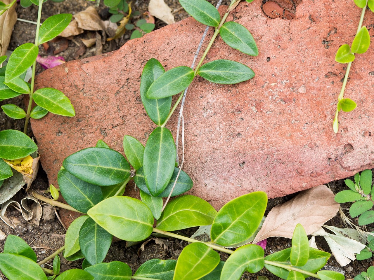 Naturaleza Sale De Enredaderas - Foto gratis en Pixabay - Pixabay