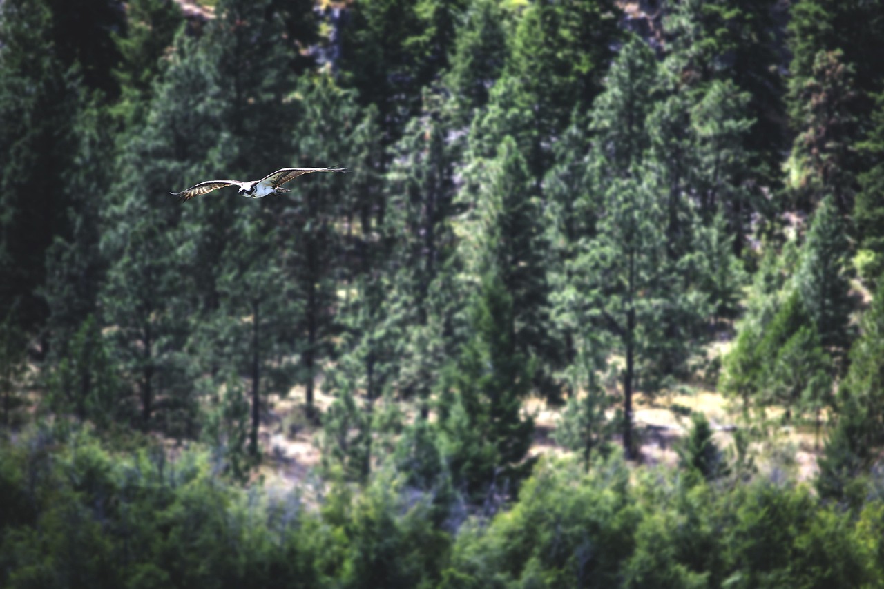 Bird Osprey Raptor - Free photo on Pixabay - Pixabay