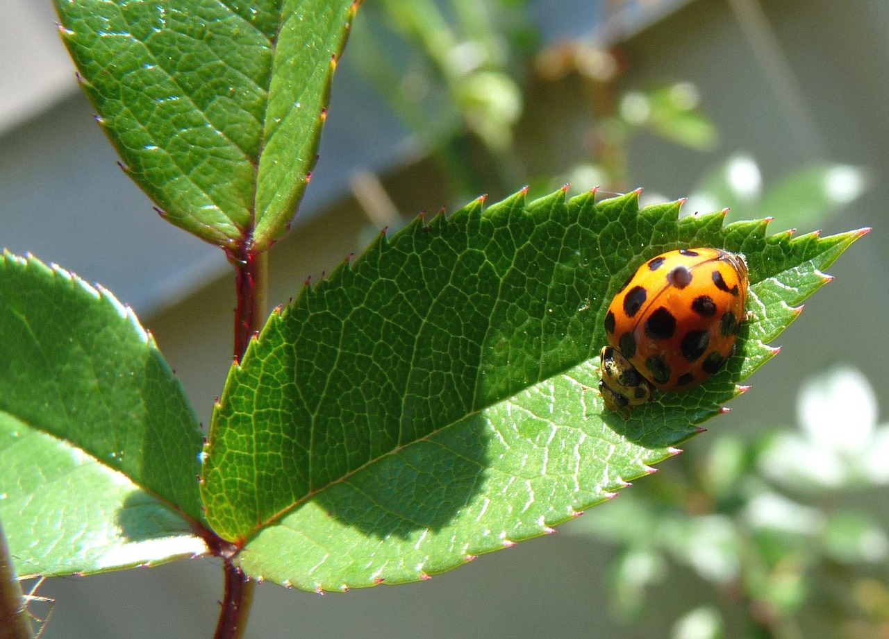 Insect Ladybug Leaves - Free photo on Pixabay - Pixabay