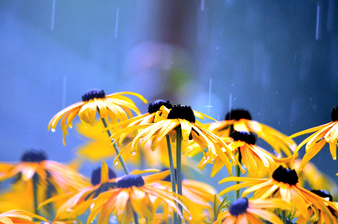 400+ kostenlose Regenwetter und Regen-Bilder - Pixabay