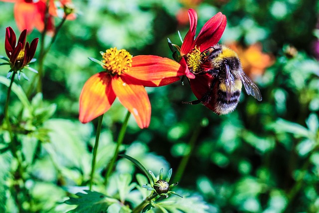Bunga Taman Lebah Serangga - Foto gratis di Pixabay - Pixabay