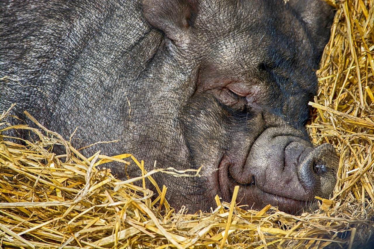 Pig Farm Animal - Free photo on Pixabay