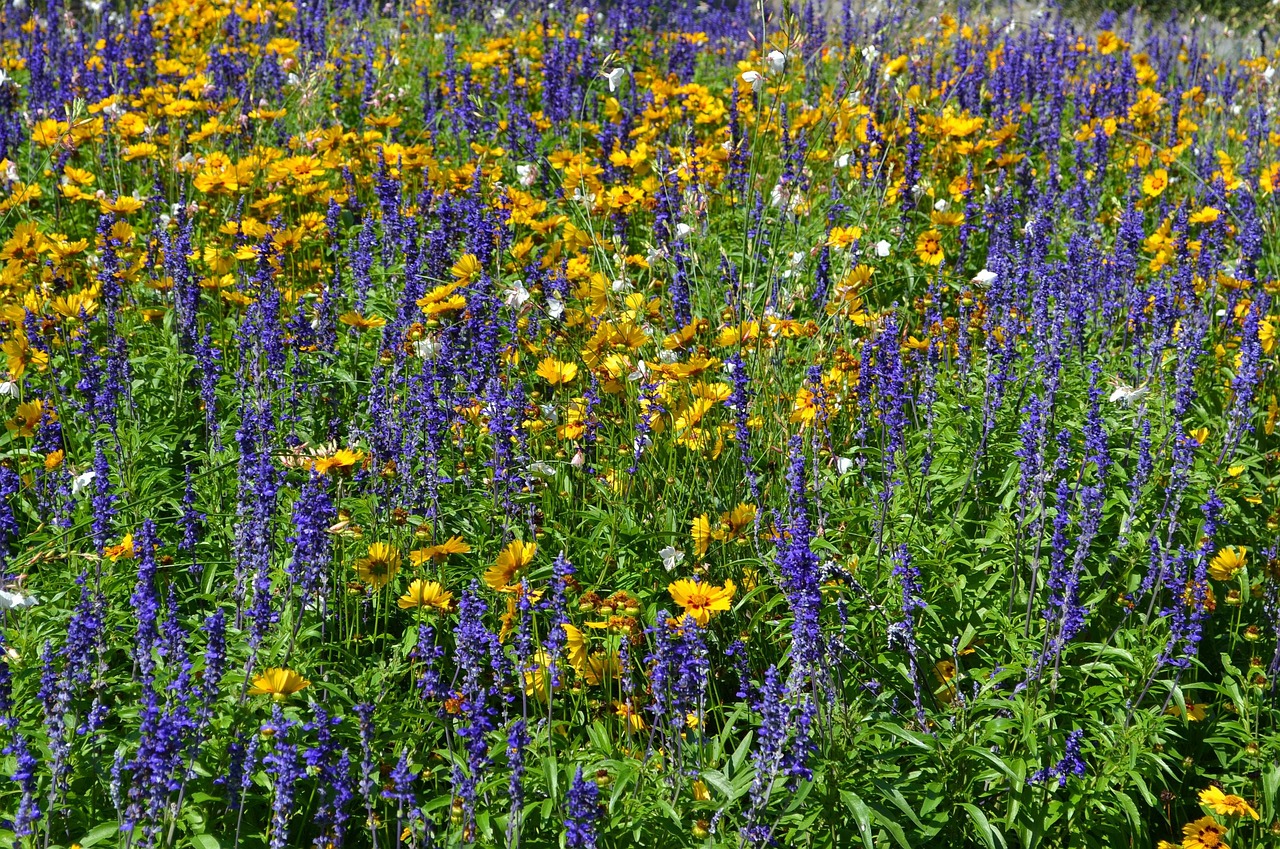 Bloemen Bloemenveld Zomer Kostenloses Foto Auf Pixabay Pixabay
