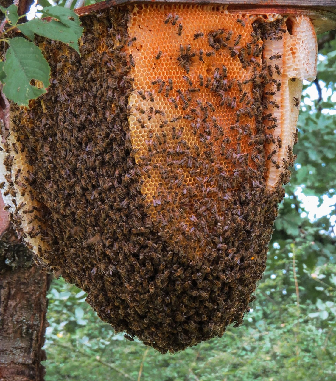 800+ Free Beehive & Bees Images - Pixabay
