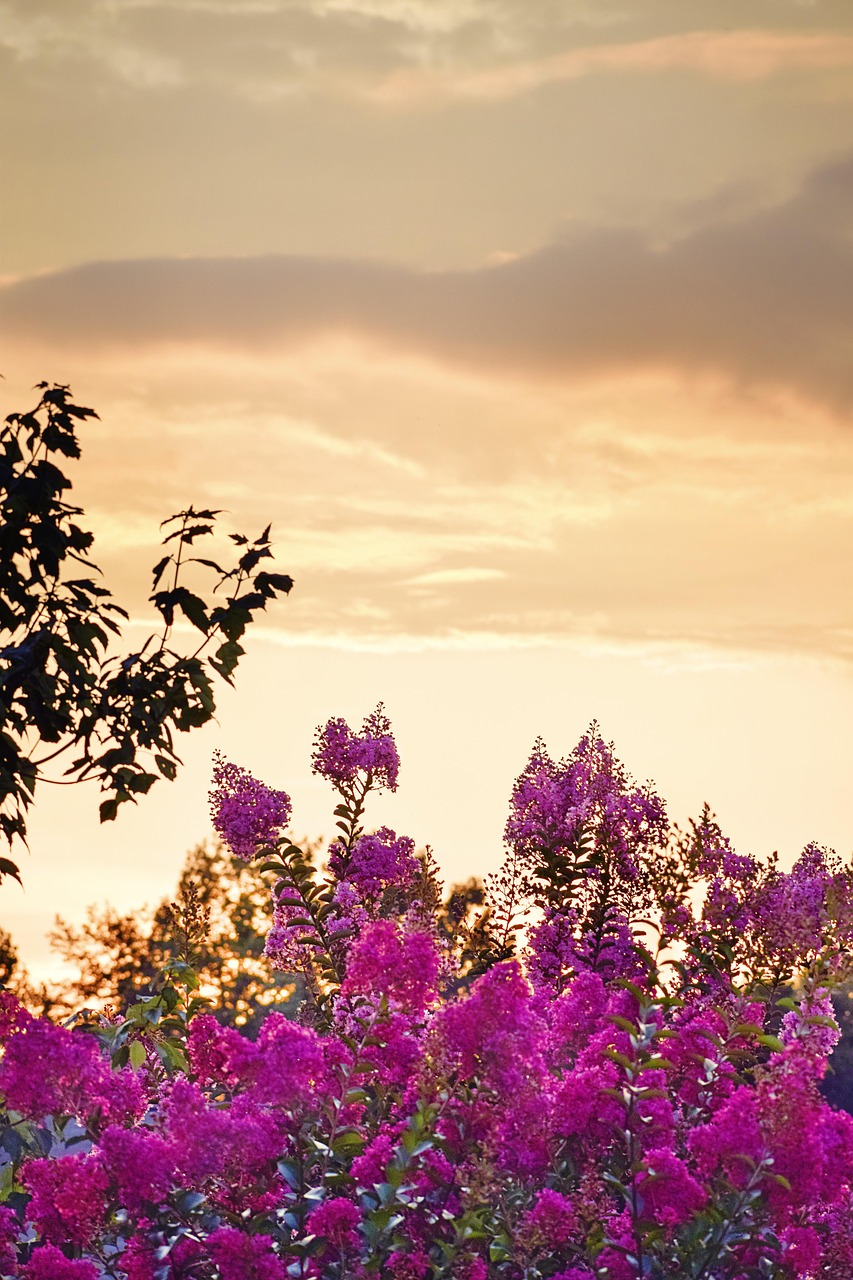 Sunset Crape Myrtle - Free photo on Pixabay - Pixabay