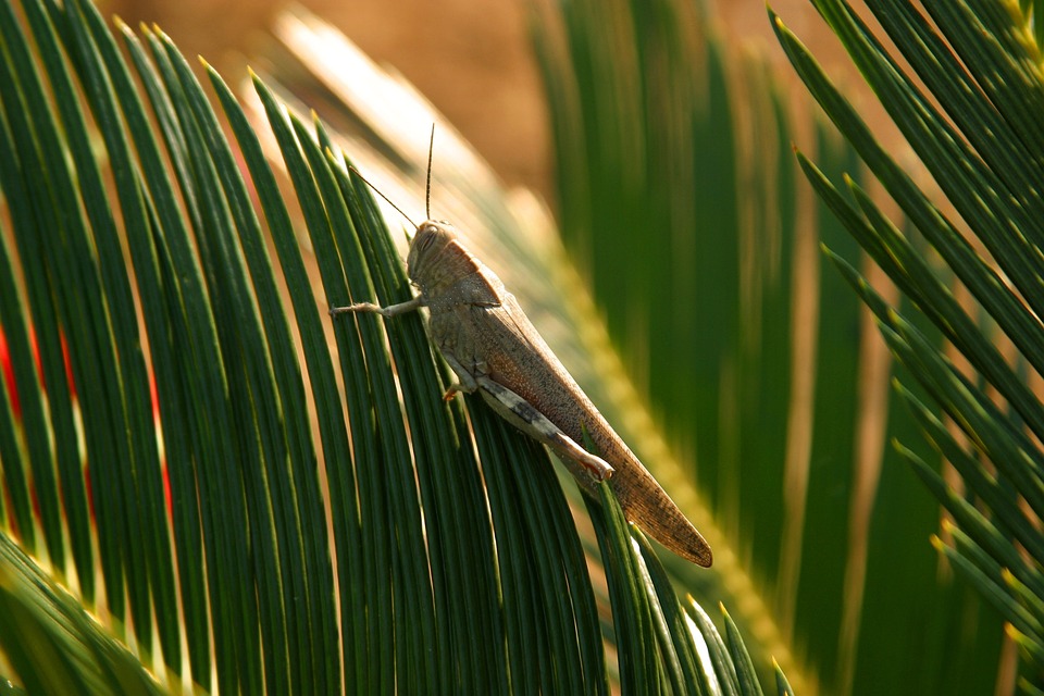 Grasshopper Animals Palm Tree Hay - Free photo on Pixabay