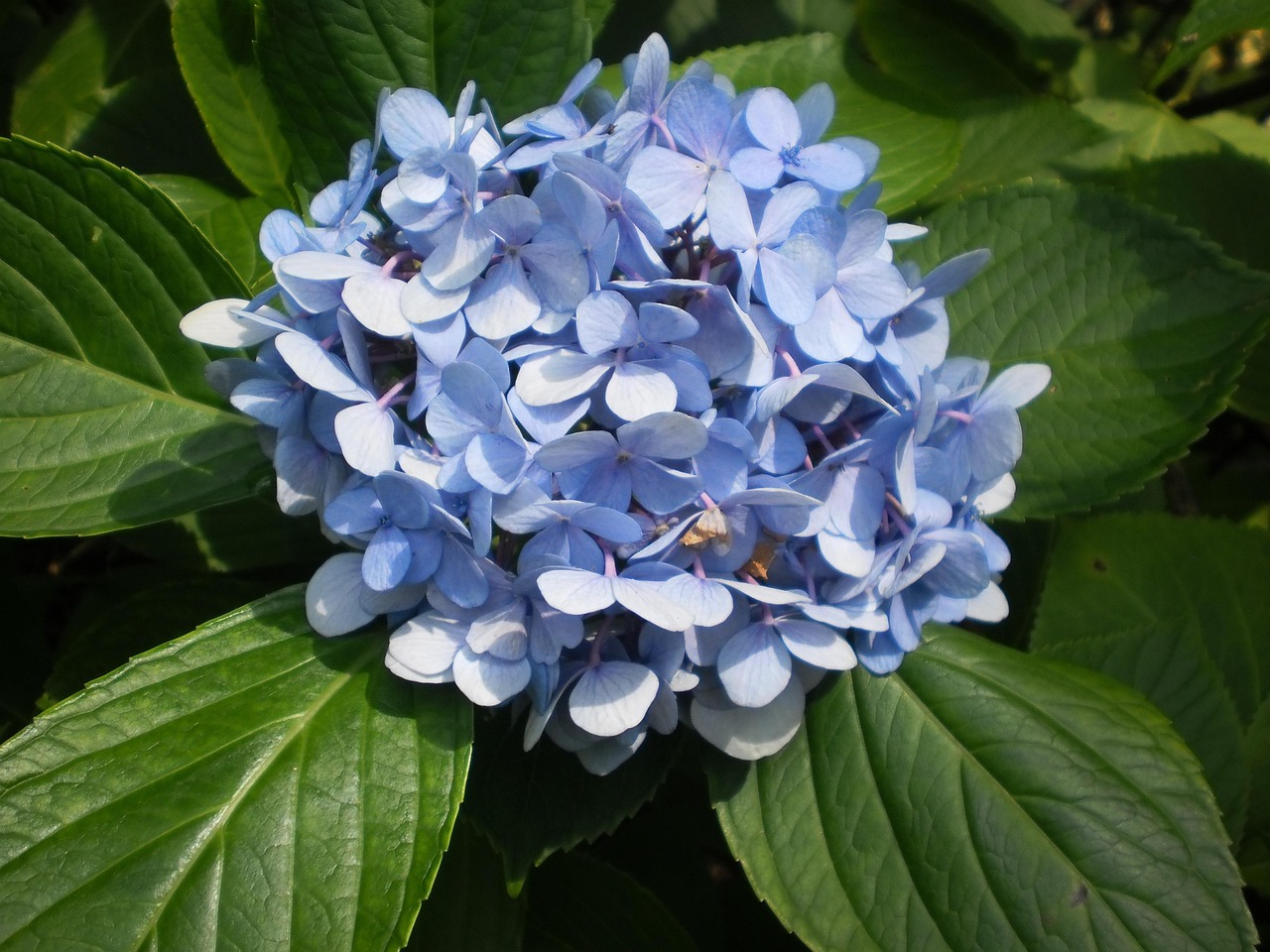 North Carolina Flowers Nature - Free photo on Pixabay - Pixabay
