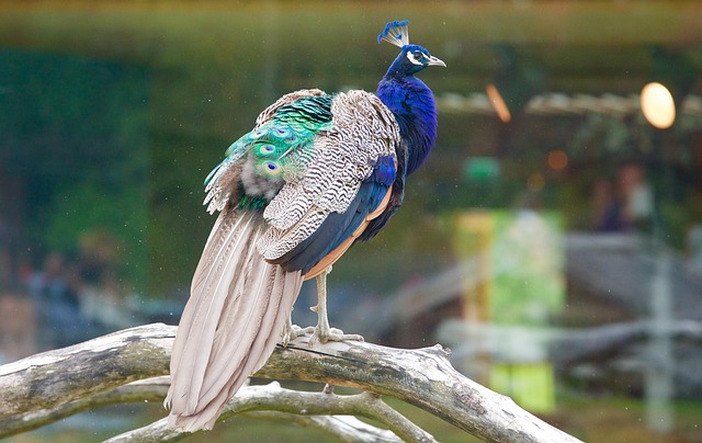 Peacock Pen Bird - Free photo on Pixabay