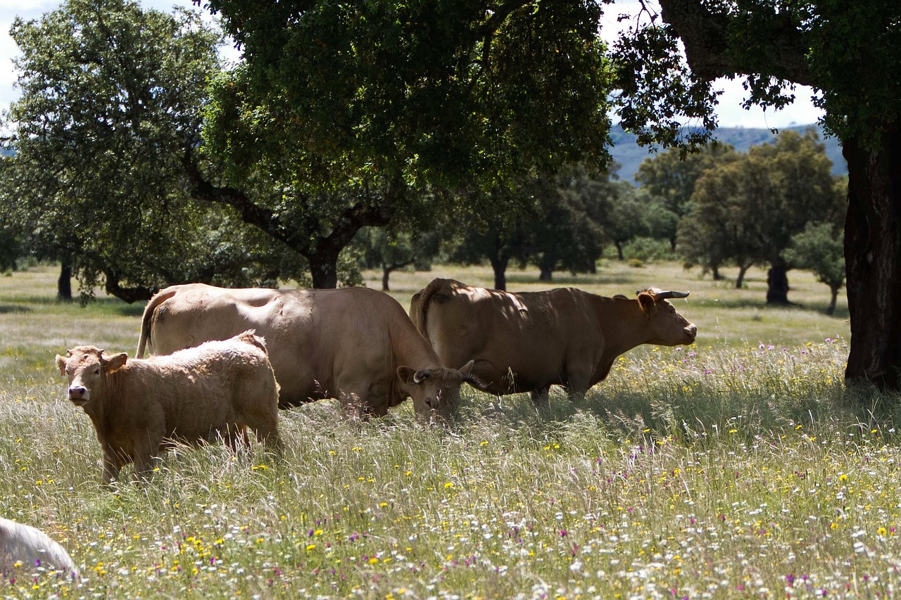 Extremadura Spain Cows Meadow - Free photo on Pixabay - Pixabay