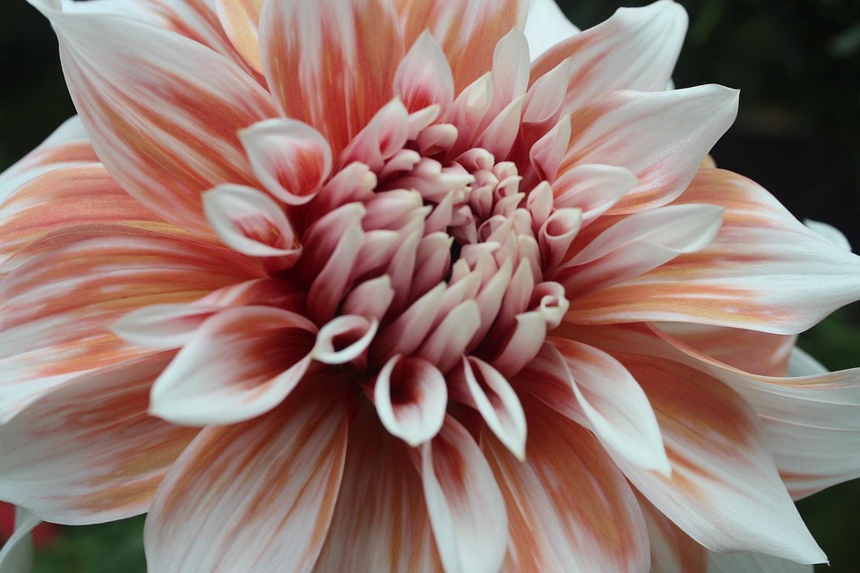 Macro Fleurs Tropical - Photo gratuite sur Pixabay - Pixabay
