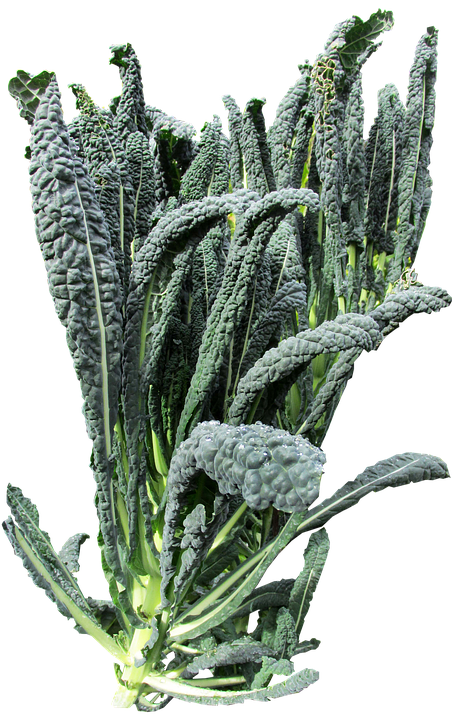 Vegetable Kale Organic - Free photo on Pixabay