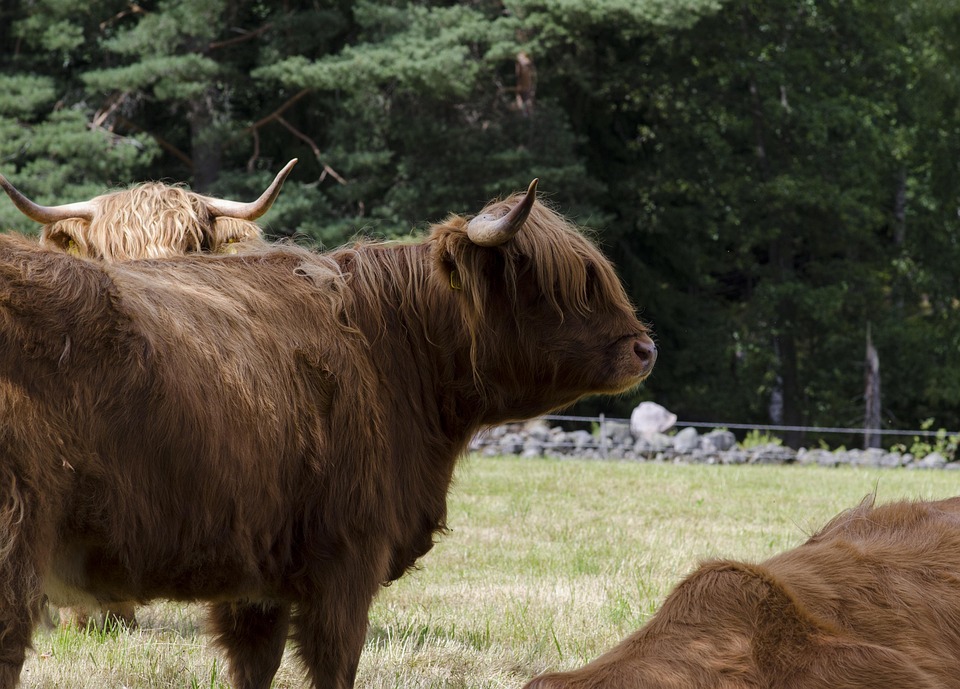 Cow The Country Horn - Free photo on Pixabay - Pixabay