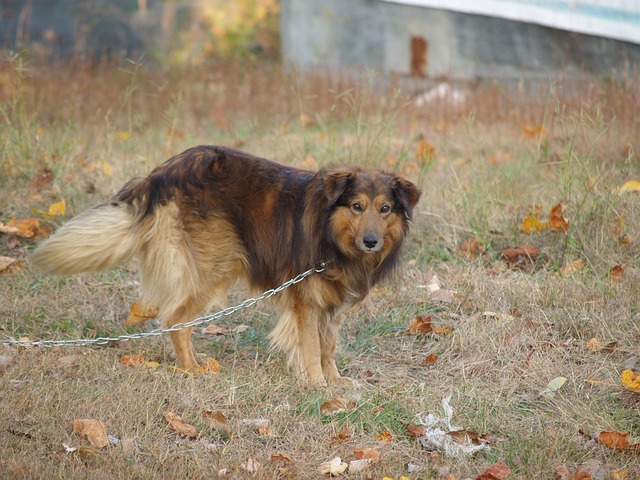 Collie Dog Pet - Free photo on Pixabay