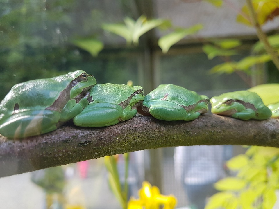 Frog Stand In A Queue - Free photo on Pixabay
