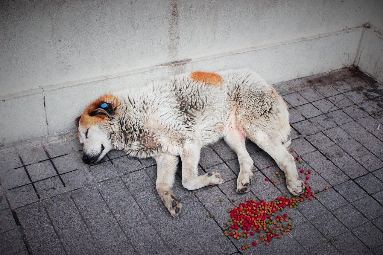 Street Dog Animal - Free photo on Pixabay