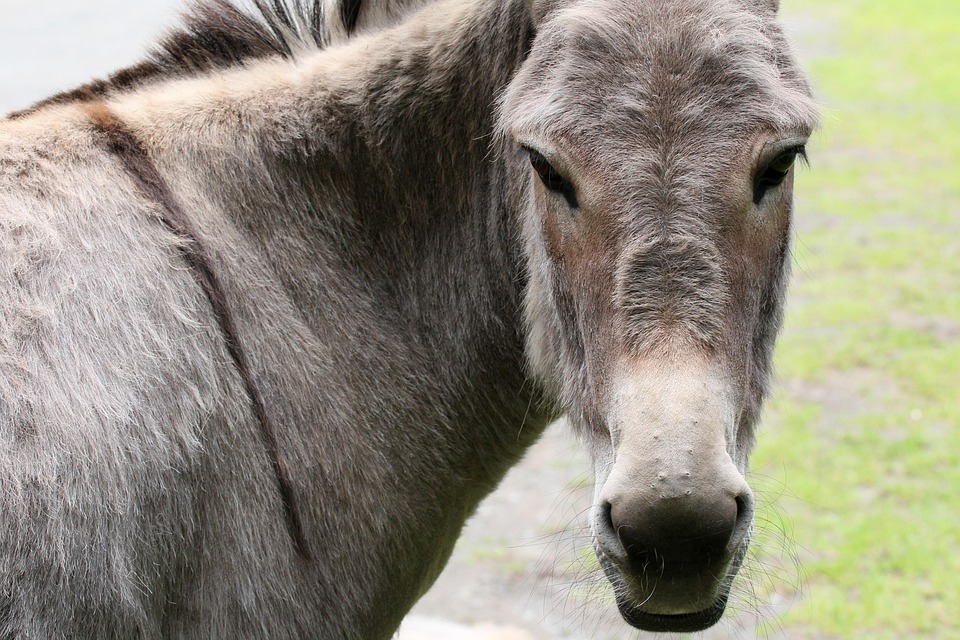 Donkey Animal Nature - Free photo on Pixabay