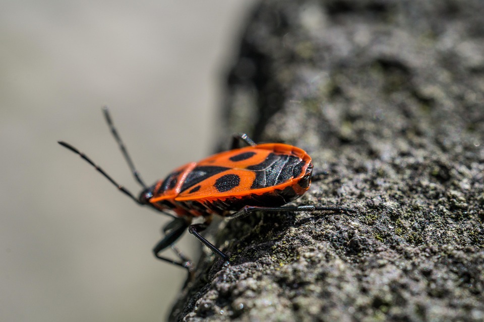 Brouk Hmyz Makro - Fotografie zdarma na Pixabay - Pixabay