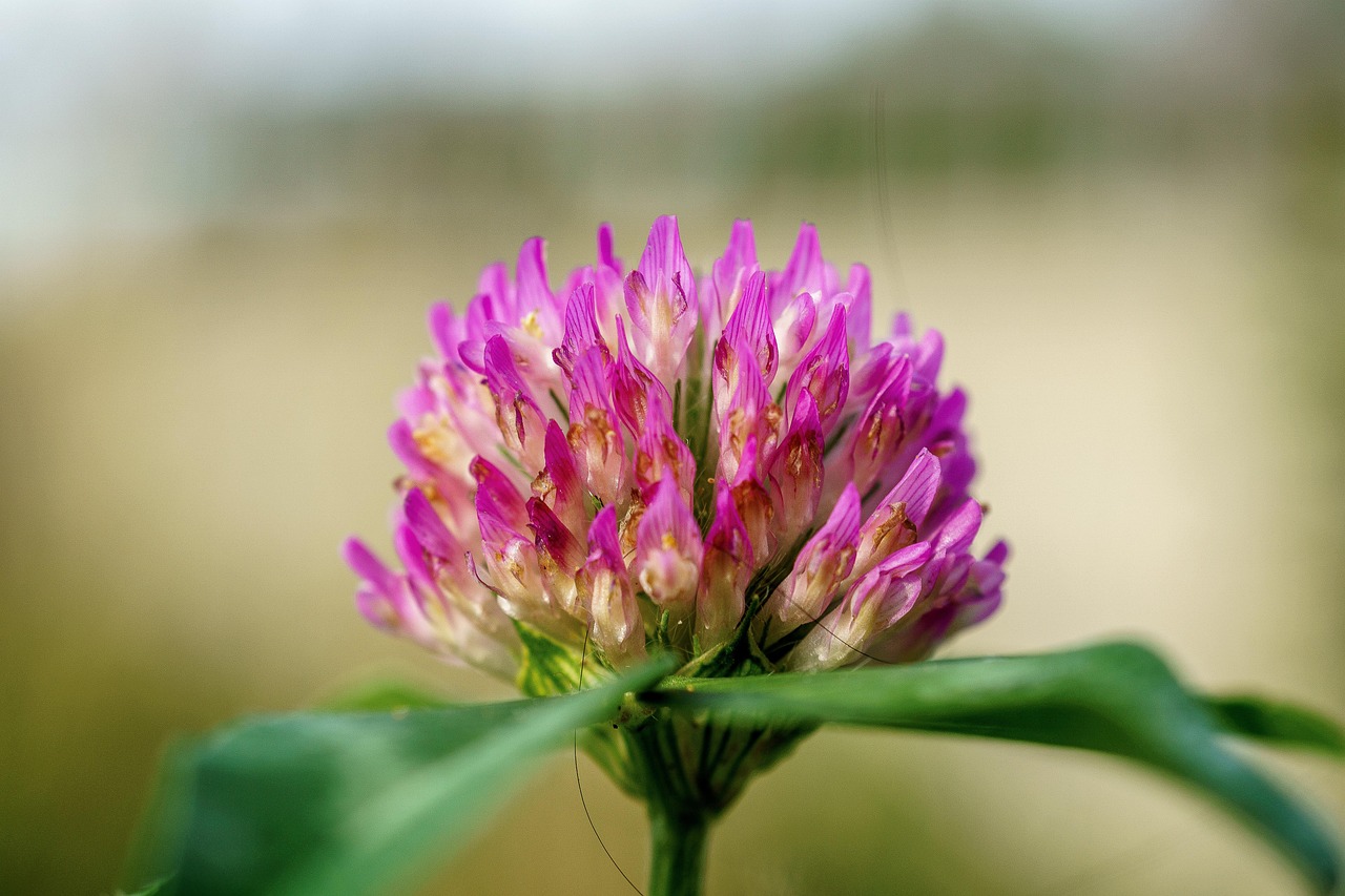 Blomning Makro Blomma Lila - Gratis foto på Pixabay - Pixabay