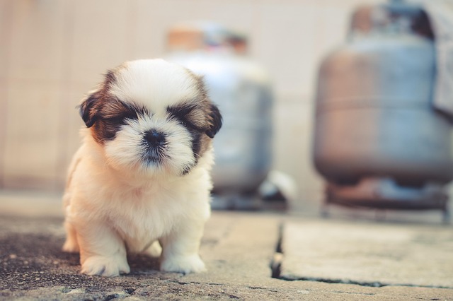 Dog Puppy Pet - Free photo on Pixabay - Pixabay