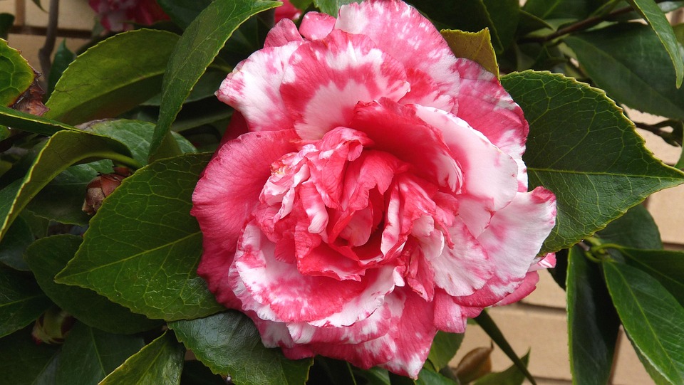 Flower Camellia Bloom - Free photo on Pixabay