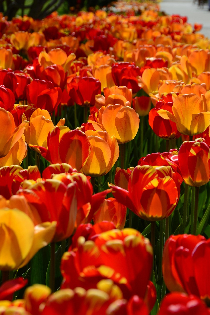 Primavera Flor Tulipanes - Foto gratis en Pixabay - Pixabay