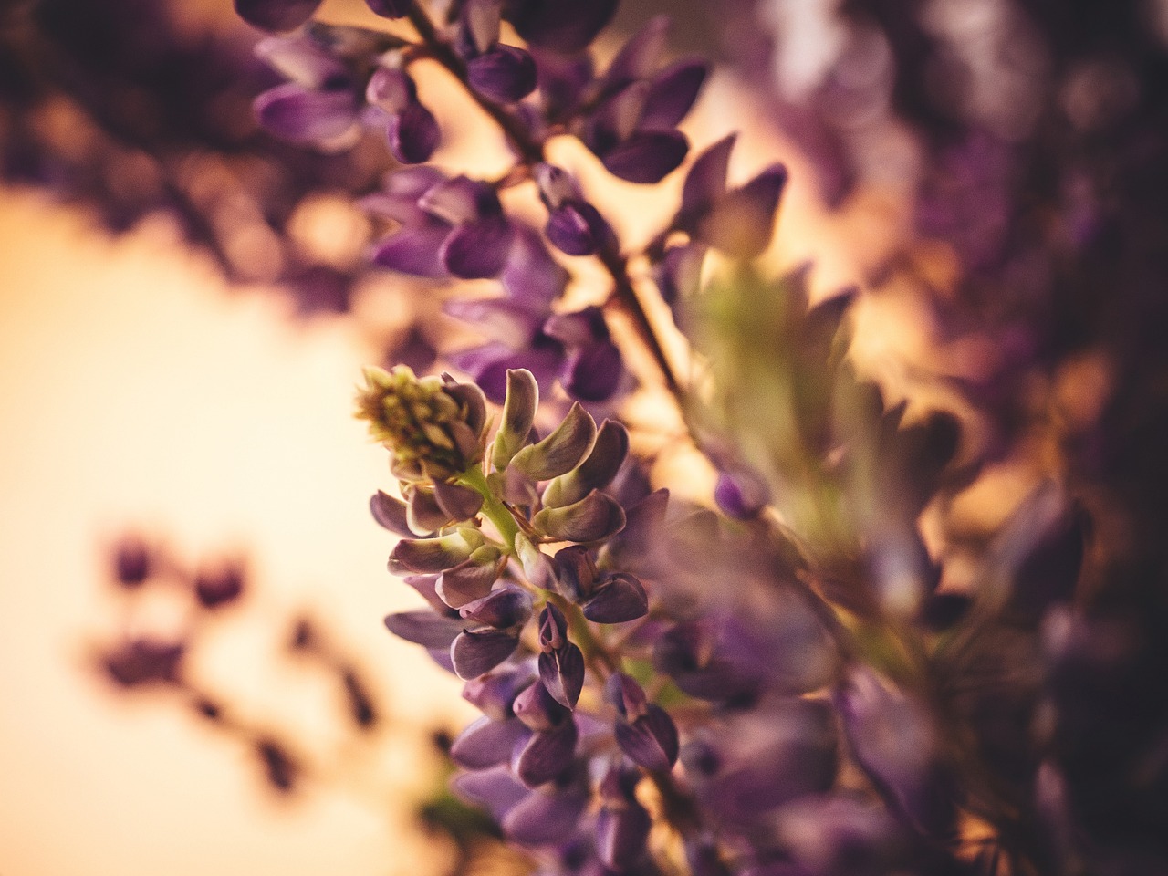 200,000+ Free Lupine Garden & Lupine Images - Pixabay