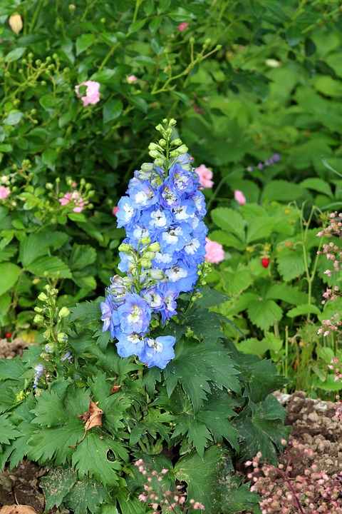 Larkspur Blue Garden - Free photo on Pixabay - Pixabay