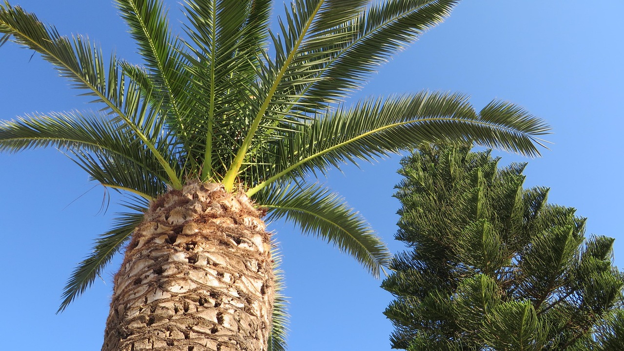 Palme Entspannung Sommer - Kostenloses Foto auf Pixabay - Pixabay