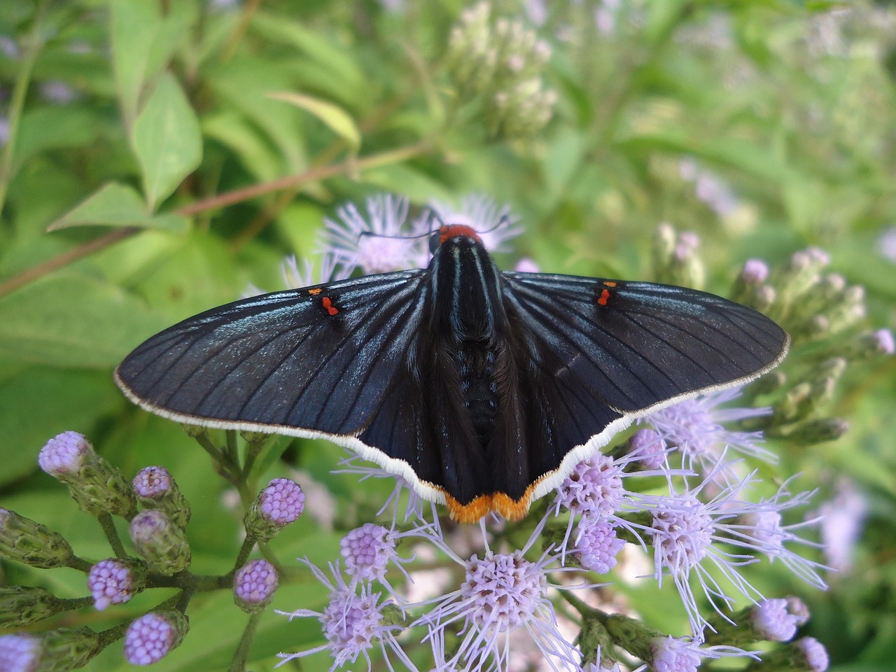 Butterfly Black Velvety - Free photo on Pixabay - Pixabay
