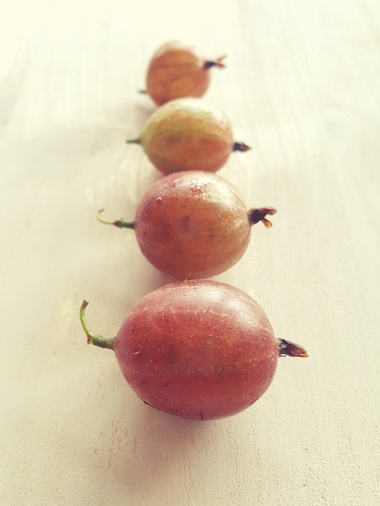 Gooseberry Fruit Fresh - Free photo on Pixabay - Pixabay