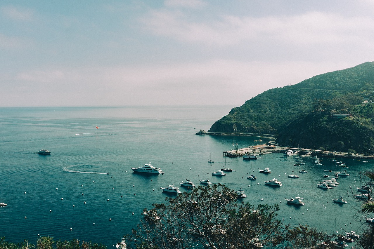 超过 100 张关于“Catalina Triopha”和“自然”的免费图片 - Pixabay