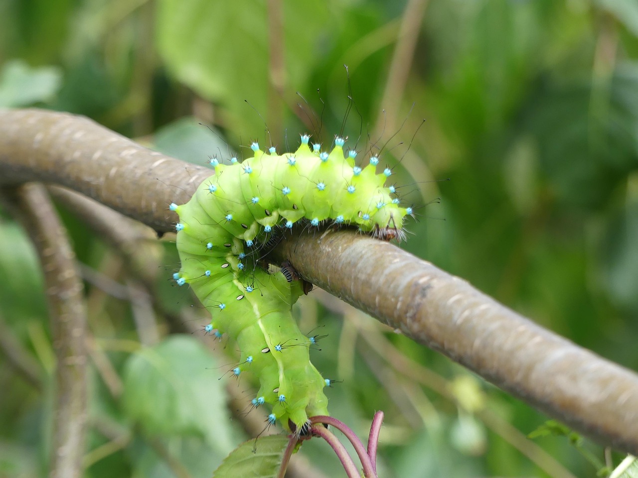 Chenille Vienne Nachtpfauenauge - Photo gratuite sur Pixabay - Pixabay