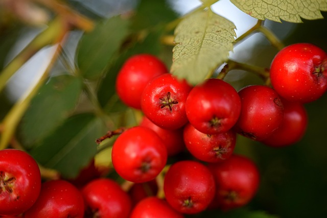 Rowanberries Red Berry - Free photo on Pixabay - Pixabay