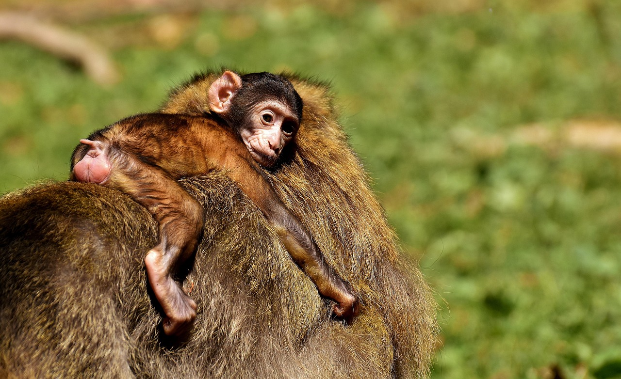 Monkeys Baby Monkey Barbary - Free photo on Pixabay - Pixabay
