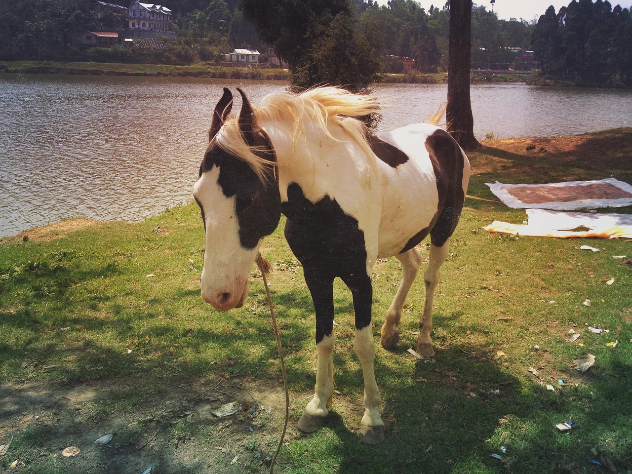 Cavalo Animal Juba - Foto gratuita no Pixabay - Pixabay