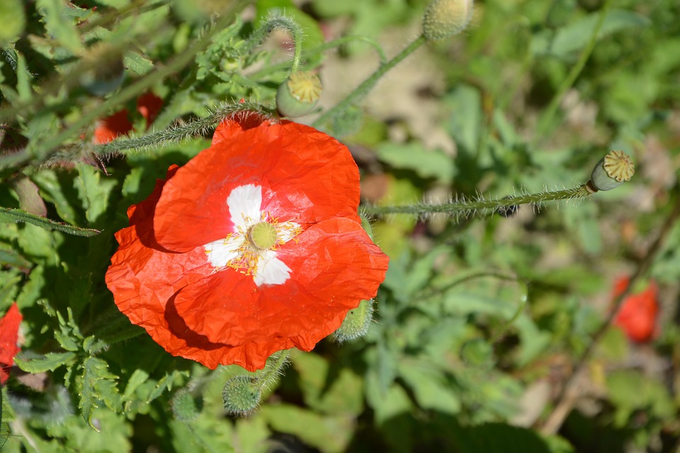 Poppy Bunga Merah Liar - Foto gratis di Pixabay - Pixabay