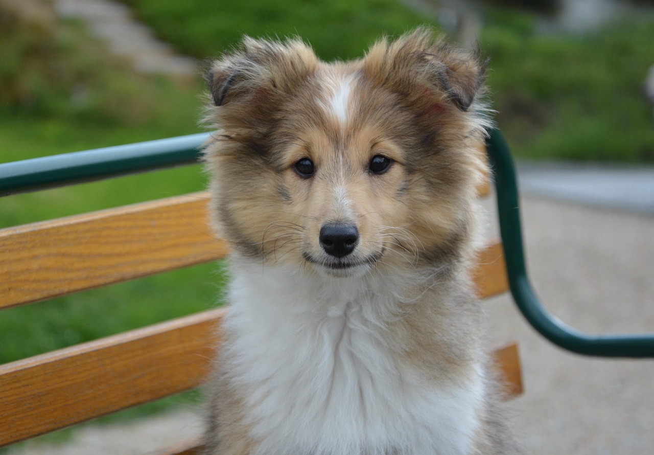 Dog Shetland Sheepdog Race - Free photo on Pixabay - Pixabay