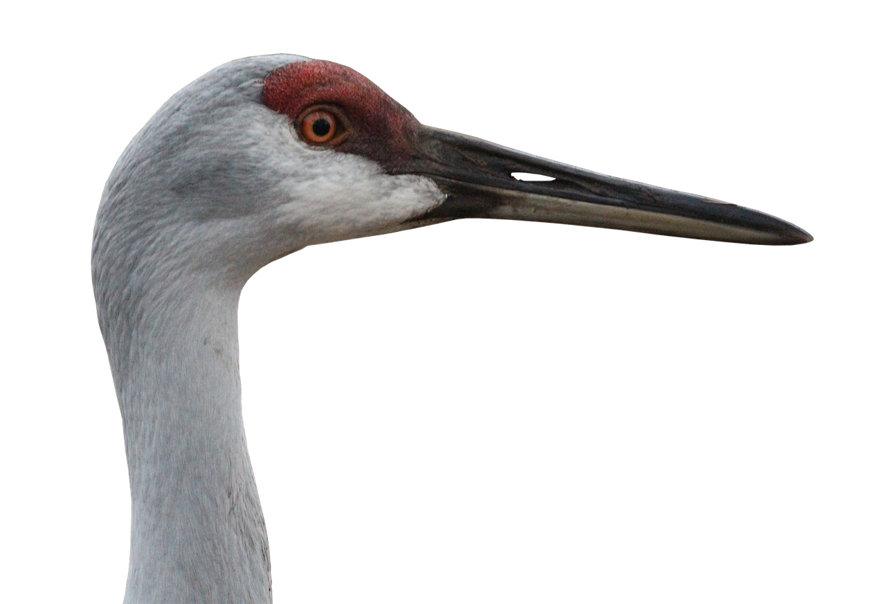 300+ kostenlose Kranich & Natur Fotos - Pixabay
