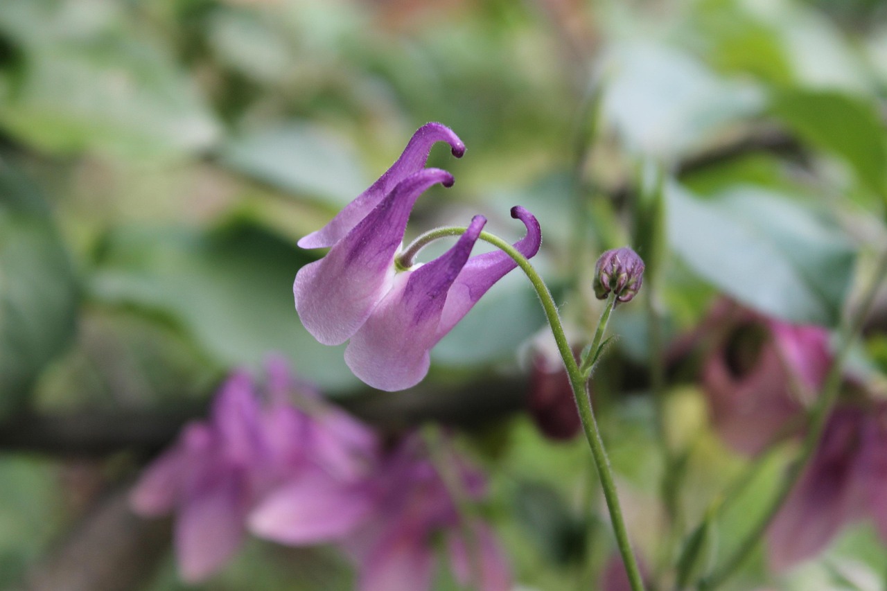 Belle Fleur La Nature - Photo gratuite sur Pixabay - Pixabay