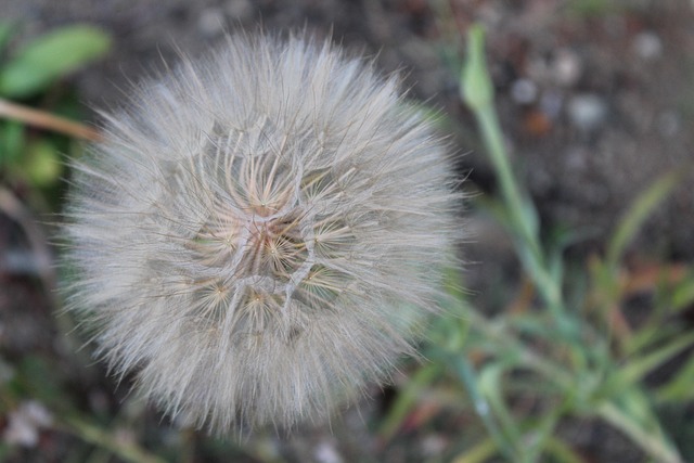 Bunga Dandelion Tanaman Liar - Foto gratis di Pixabay - Pixabay