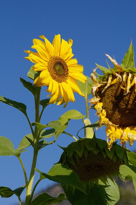 Sun Flowers Garden - Free photo on Pixabay - Pixabay