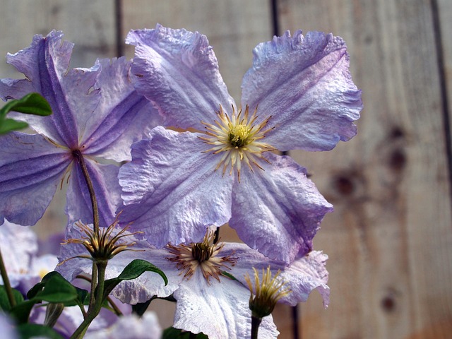 Flor Clemátide - Foto gratis en Pixabay - Pixabay
