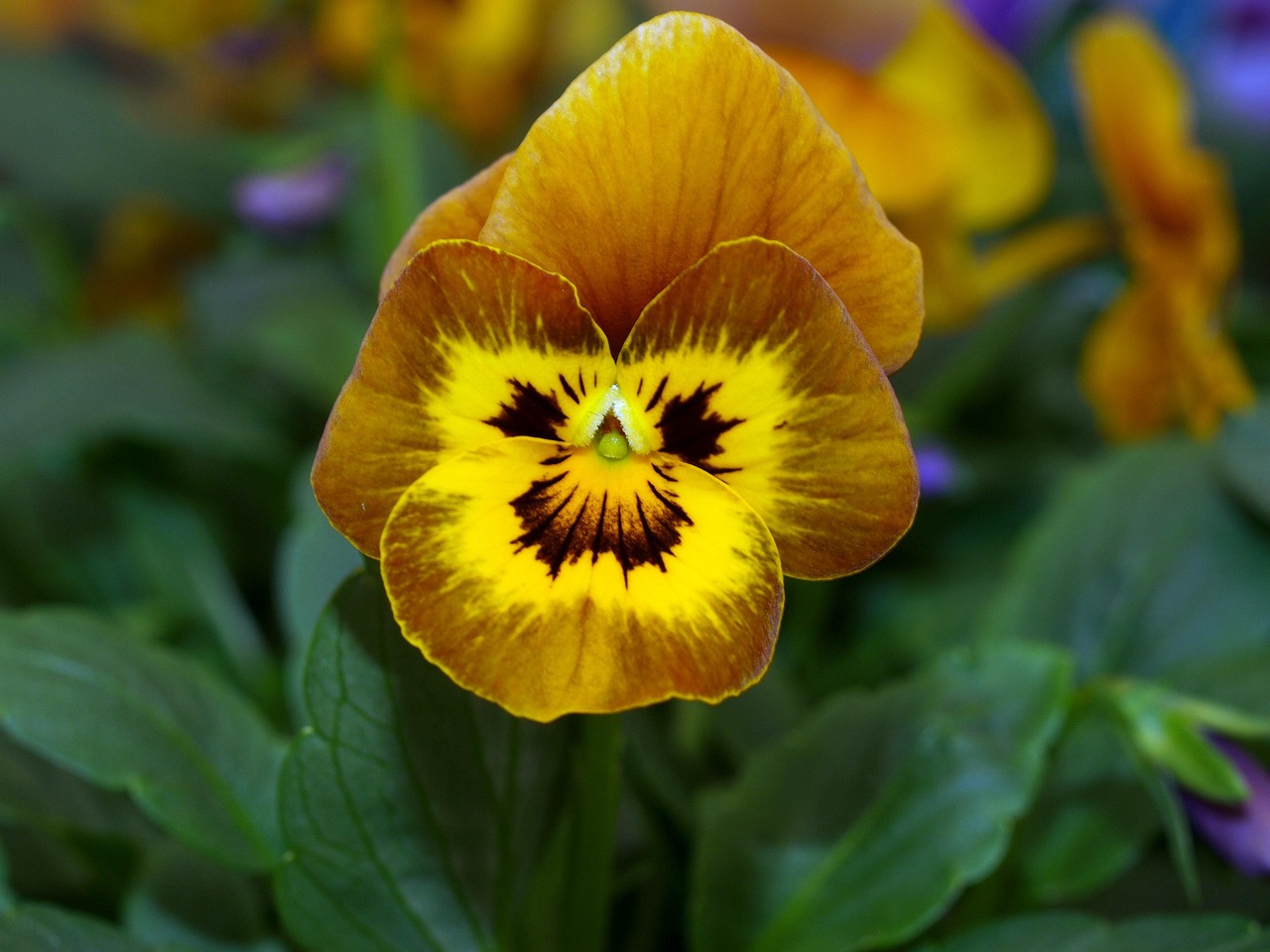 Flor Amor-Perfeito - Foto gratuita no Pixabay - Pixabay
